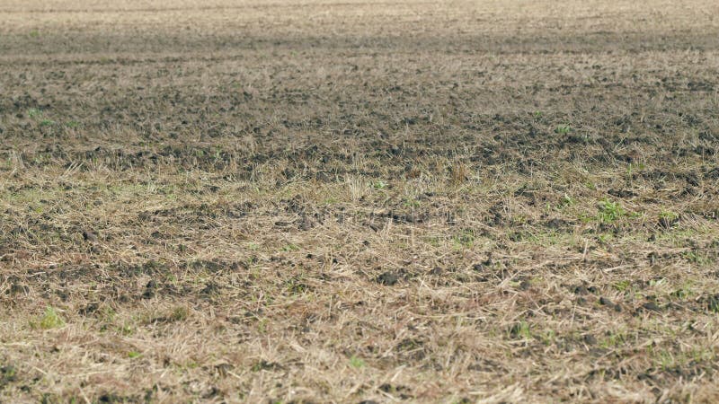 Straw on a Mowed Field. Field after Harvest. Cut Down Crop Field Straw ...