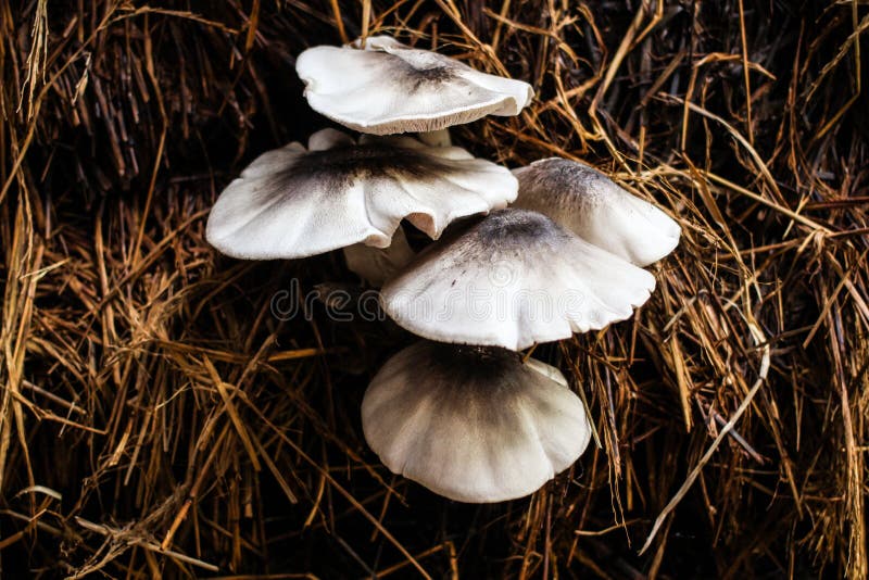 Straw Mushrooms Cultivated on Rice Straw. Stock Photo - Image of ...