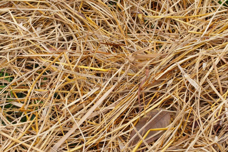 Straw nature closeup stock photo. Image of field, straw - 74959016