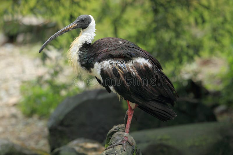 Straw-necked ibis stock photo. Image of animal, straw - 26544006