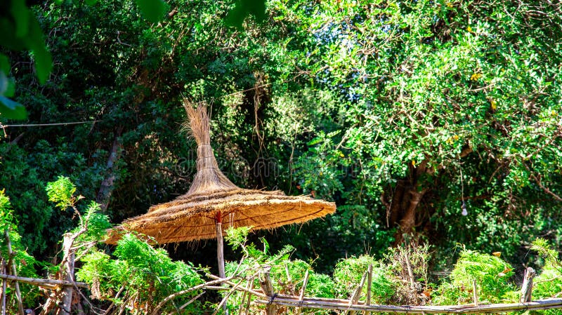 A Straw Parasol in a Moroccan Forest Stock Image - Image of green, moss ...
