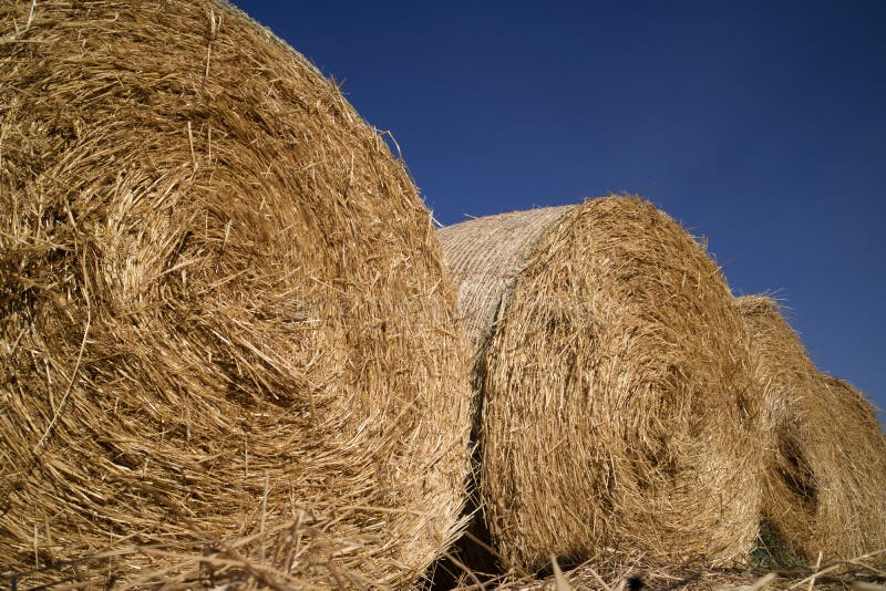 Straw Animals With Wagon stock photo. Image of created - 35081366