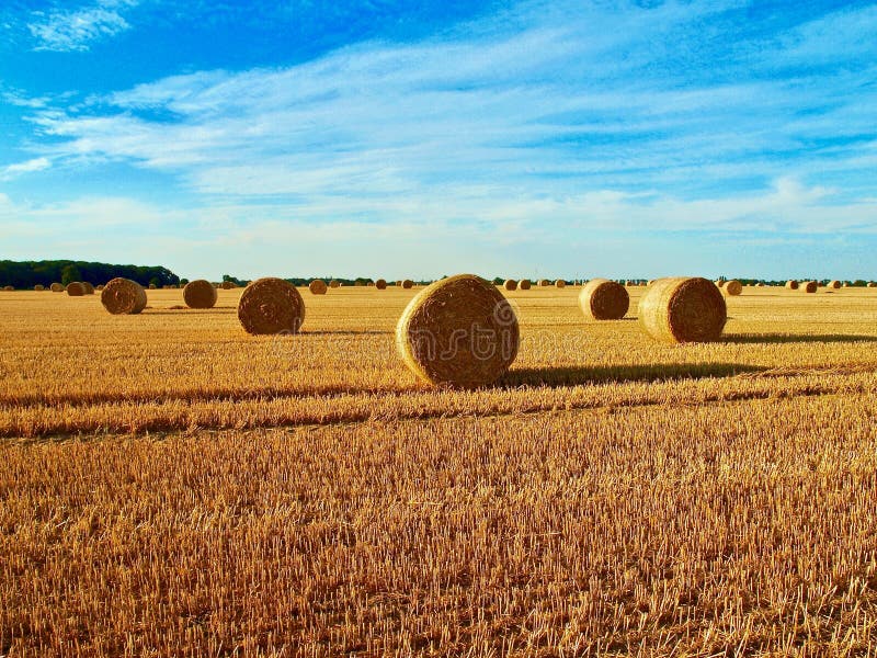 Straw Pressed in Round Bales on a Corn Field in Autumn Stock Image ...