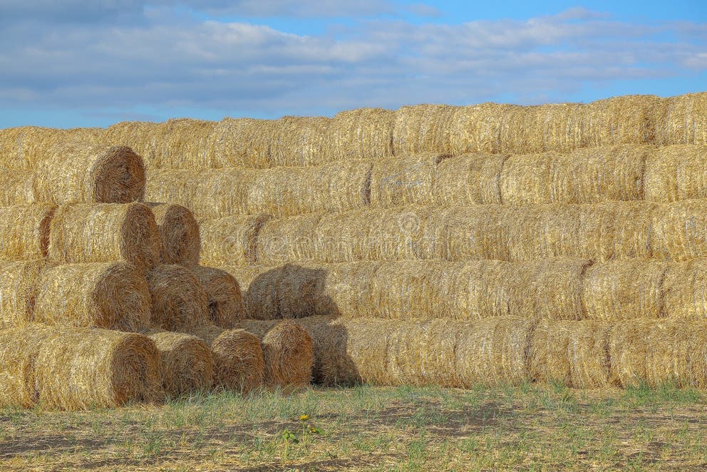 Straw Pyramid stock photo. Image of growth, cereal, barley - 77739646