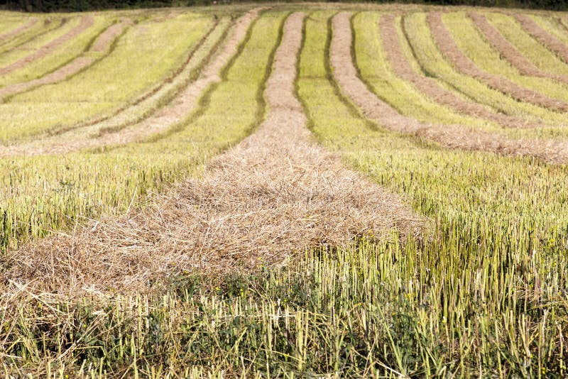 Canola straw harvest stock photo. Image of country, machinery - 137554962
