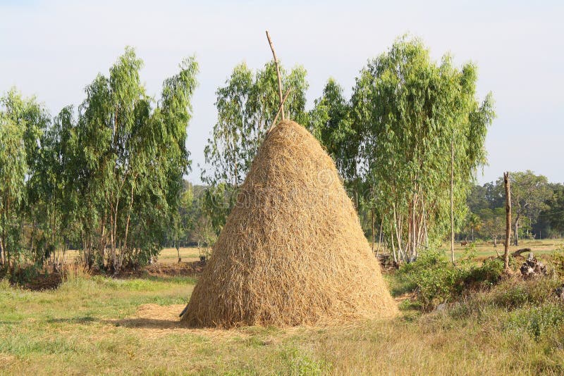 Big Pile of Straw stock image. Image of farming, crop - 18688709