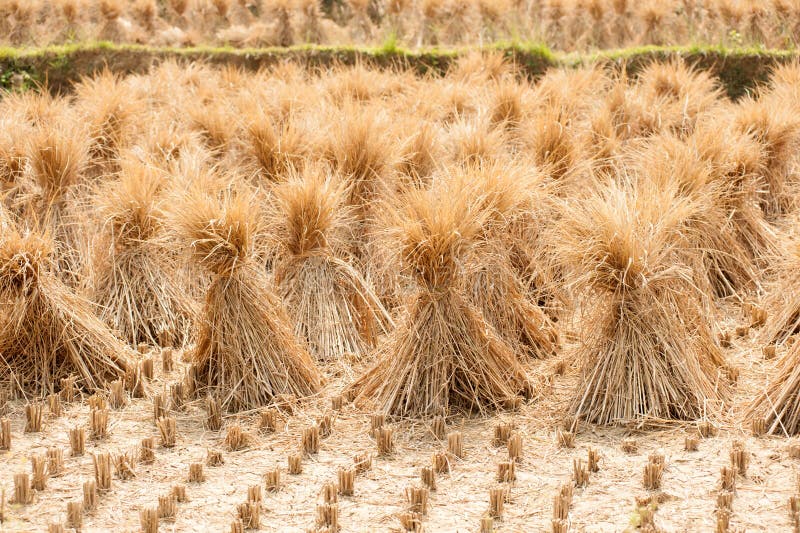 Straw on rice field. stock image. Image of sunny, agriculture - 48030581