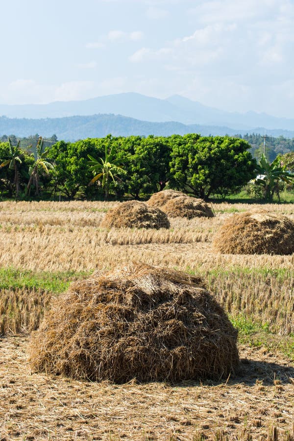 Straw Rice Fields after Harvest Stock Image - Image of area, green ...