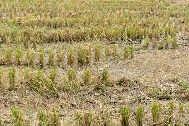 Straw in rice paddy field stock image. Image of rural - 56253213