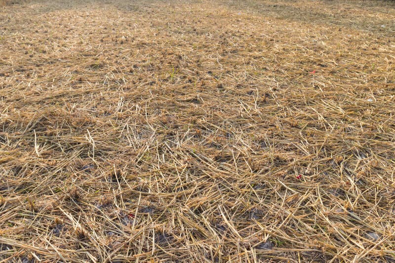 Straw and Paddy Plant. Paddy Cultivation in Sri Lanka Stock Image ...