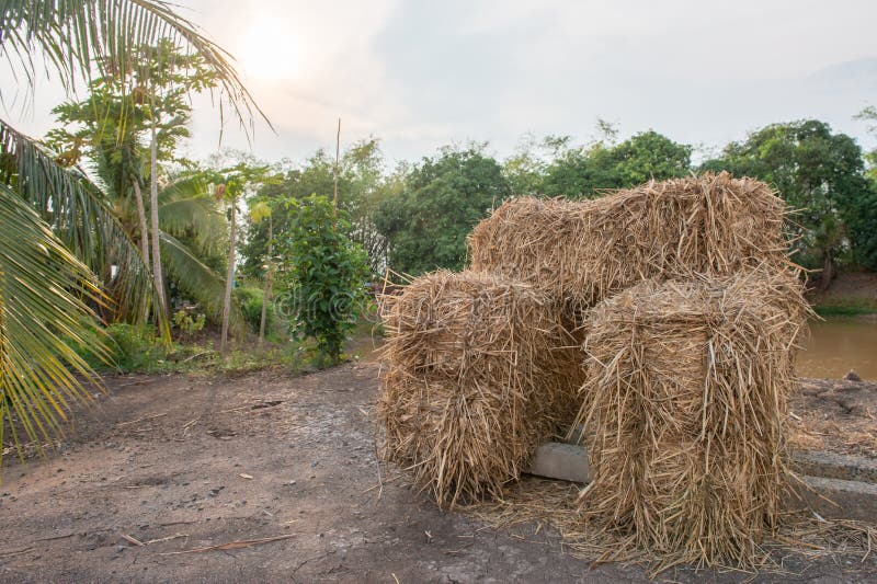 Straw on rice field. stock image. Image of straw, farm - 48030499
