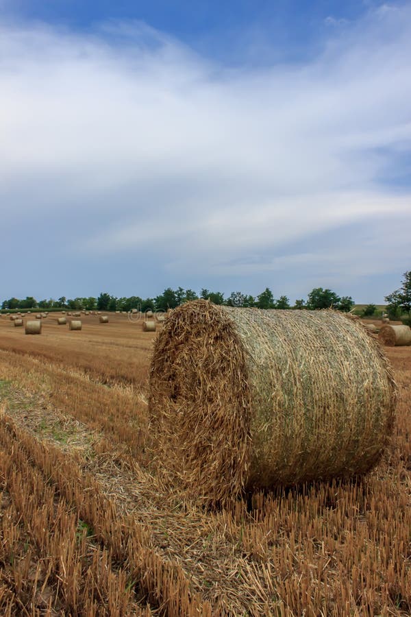 Straw roll stock photo. Image of organic, nature, scenic - 43181092
