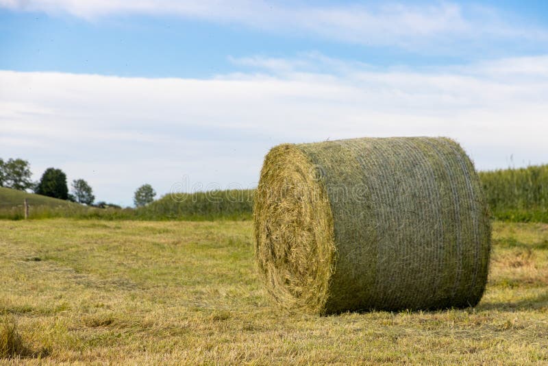 Straw roll in field stock image. Image of golden, land - 197517481
