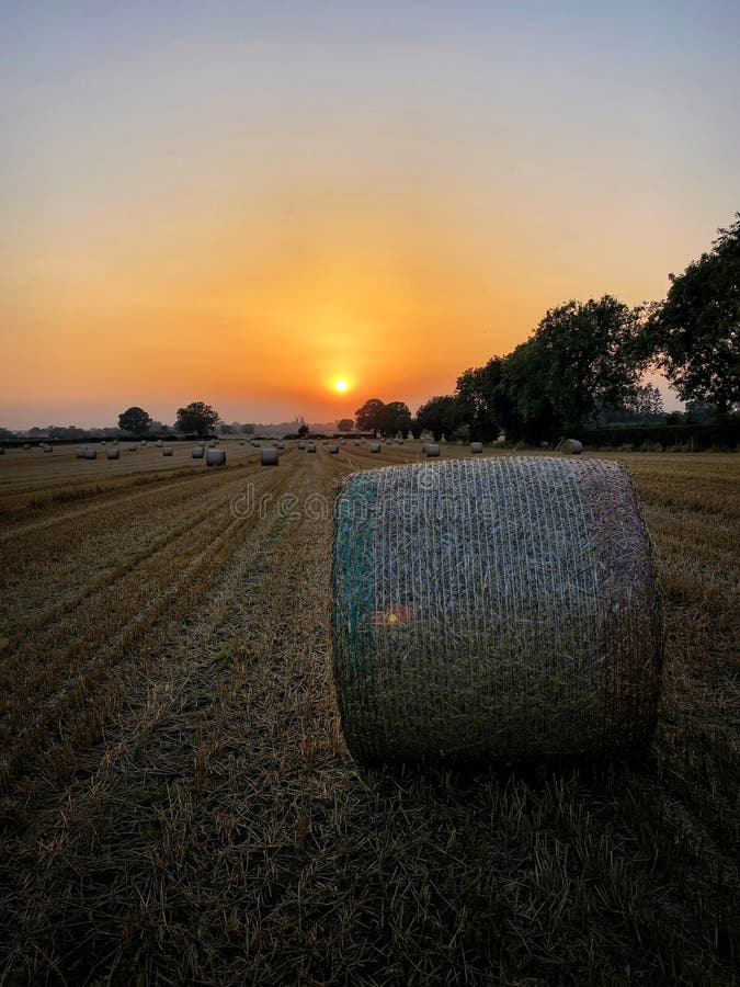 Straw Roll in a Harvested Field Stock Photo - Image of grain, natural ...
