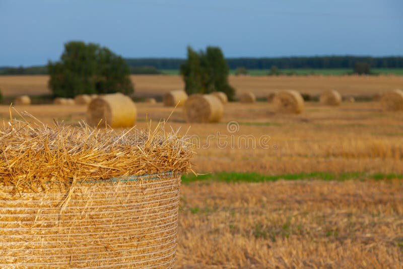 Straw Rolled into Rolls Laid Out on a Mowed Field Stock Image - Image ...