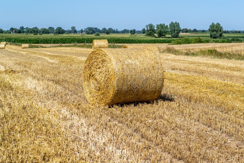 Straw Rollers on a Mowed Field, Right after Harvest. Stock Photo ...