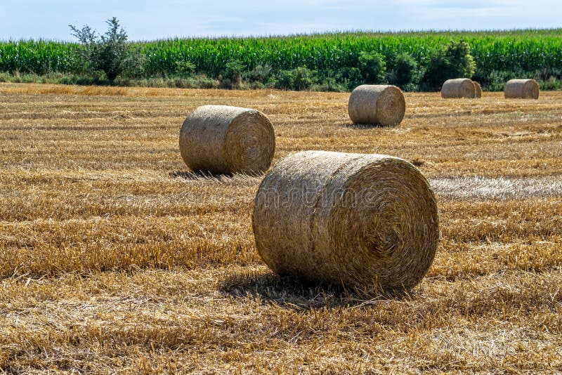 Straw Rollers on a Mowed Field, Right after Harvest. Stock Photo ...