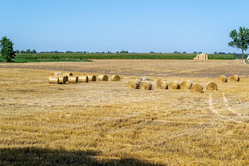 Straw Rollers on a Mowed Field, Right after Harvest. Stock Photo ...