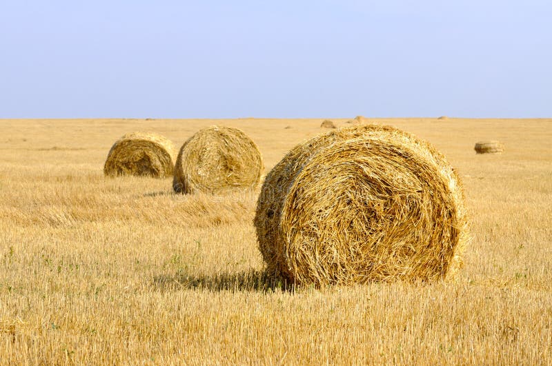 Straw rolls stock photo. Image of grass, nature, seasonal - 10571088
