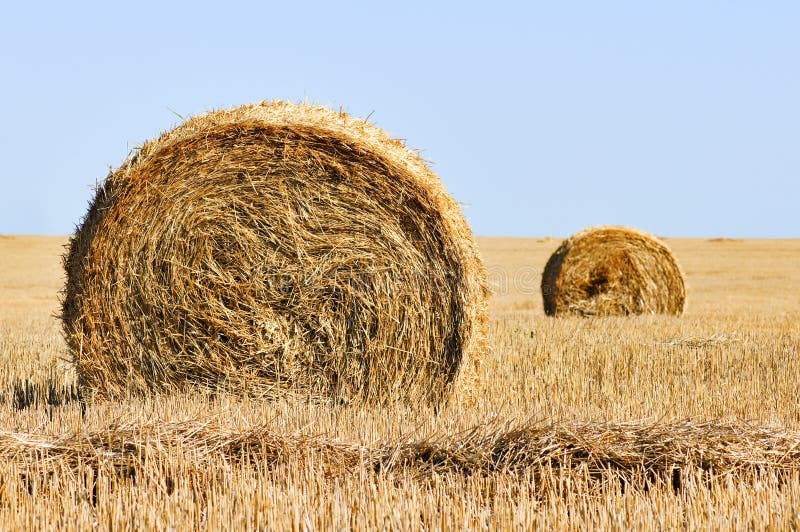 Straw rolls stock photo. Image of agricultural, fall - 10721486