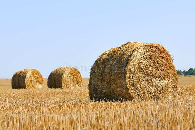 Straw rolls stock photo. Image of empty, meadow, seasonal - 10721550