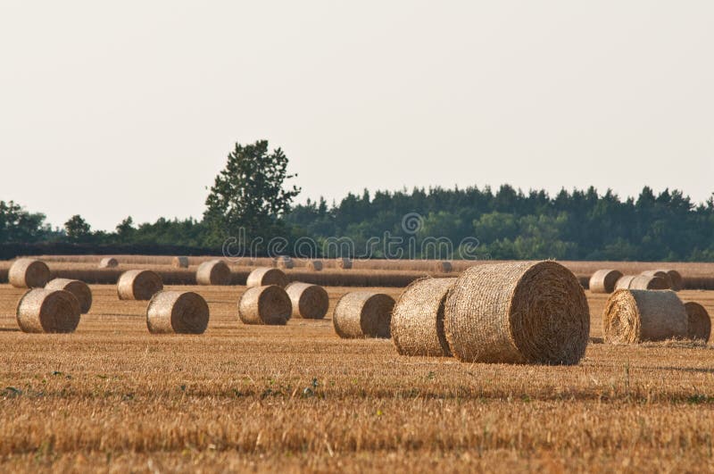 Straw Rolls on Farmer Field Stock Photo - Image of straw, grass: 15602818