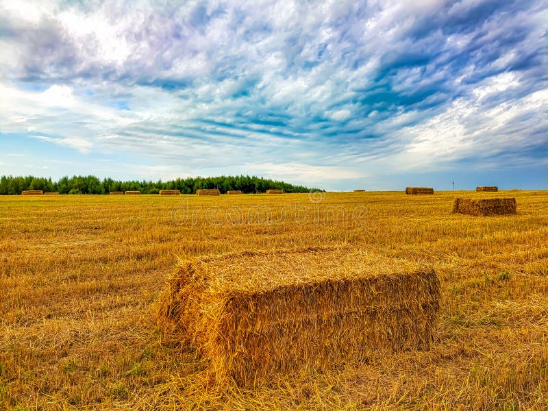 Straw in Rolls on the Field after Harvesting Stock Photo - Image of ...