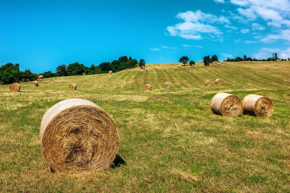 Straw Rolls on the Field. Round Straw Bales Stock Image - Image of roll ...