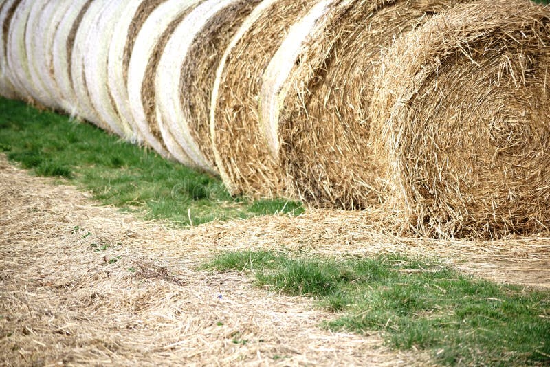 Straw rolls stock photo. Image of agriculture, closeup - 89471696