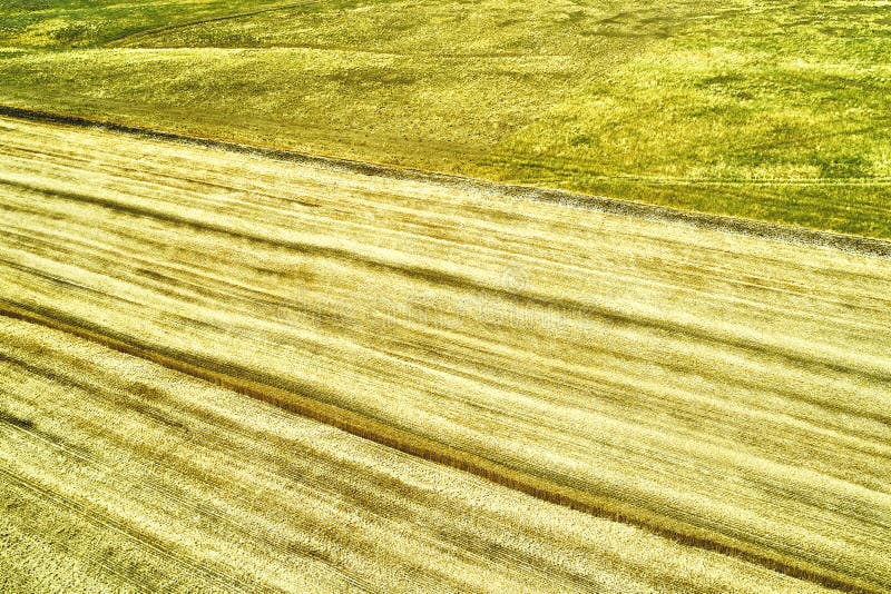 Straw Rolls after Harvesting Wheat Top View Background Backdrop Stock ...