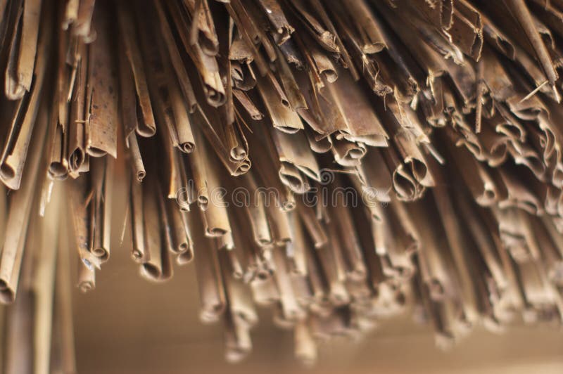 Straw roof stock photo. Image of thatch, dream, africa - 13213472