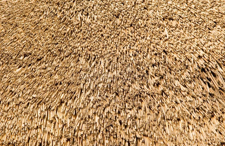 Straw on a roof stock photo. Image of tubular, rough, background - 2980558