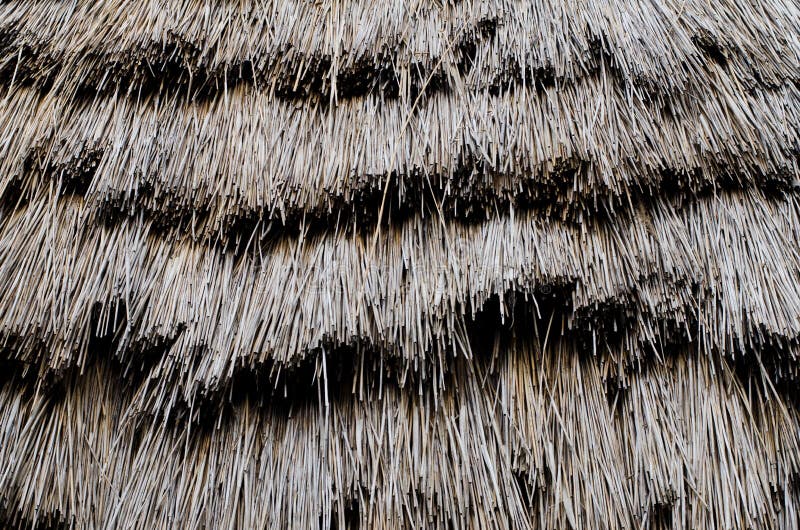 Straw roof detail stock photo. Image of texture, cabin - 62829402