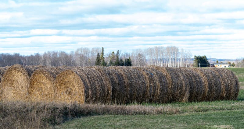 Straw Round Bales Piled in a Row at the Edge of a Field Stock Photo ...