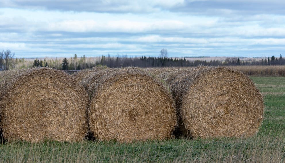 Straw Round Bales Piled in a Row at the Edge of a Field Stock Photo ...