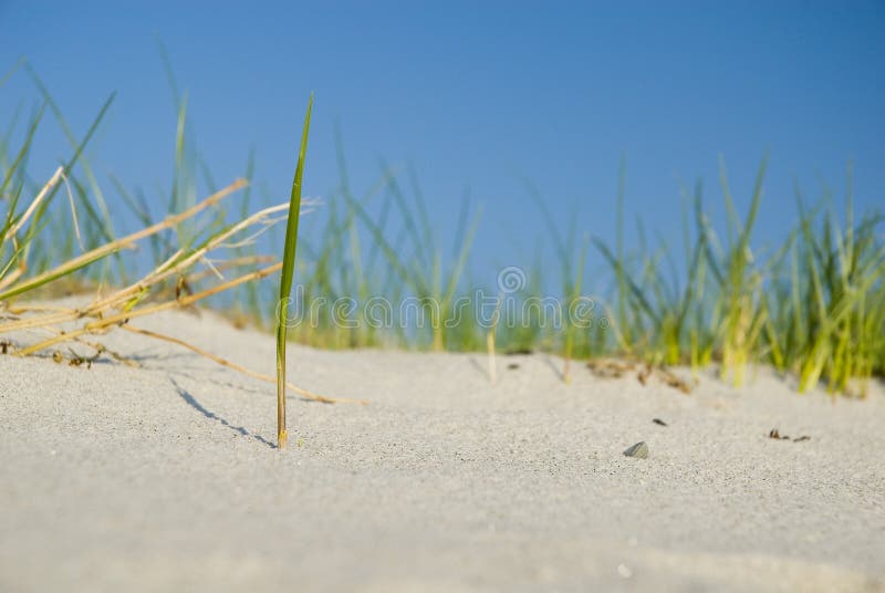 Straw in the Sand stock image. Image of solitude, loneliless - 7516823
