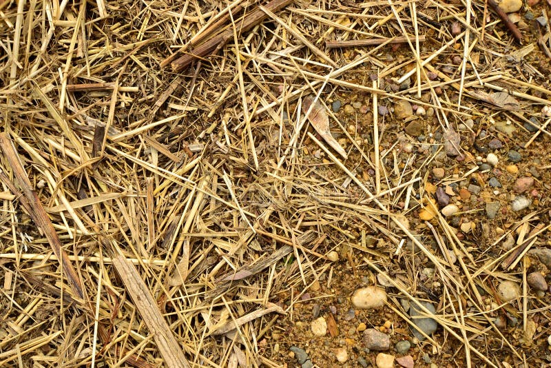 Straw, sand and stones stock photo. Image of sand, park - 133424072