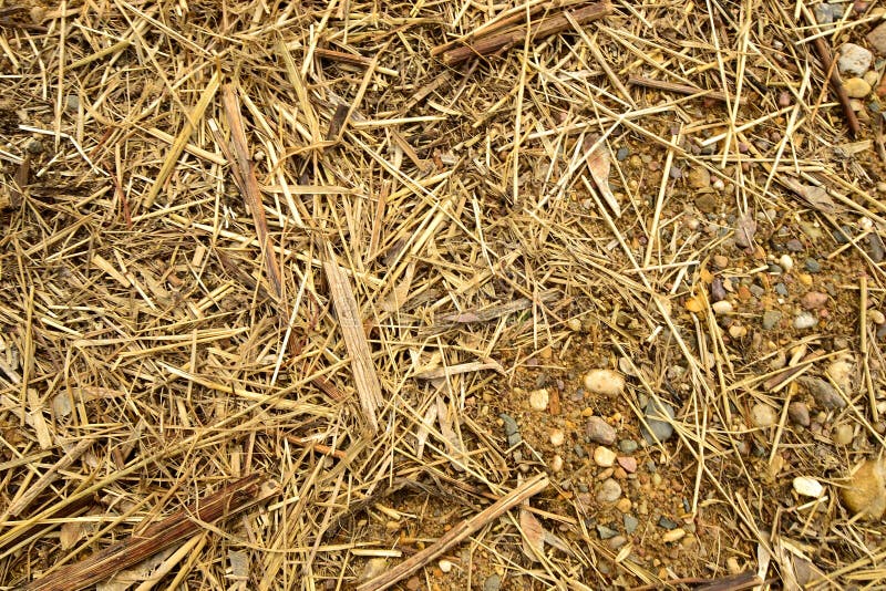 Straw, sand and stones stock photo. Image of sand, dried - 133424050