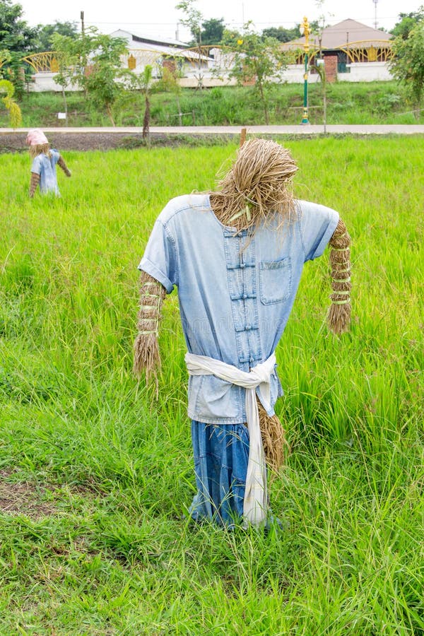 440 Scarecrow Rice Paddy Field Stock Photos - Free & Royalty-Free Stock ...