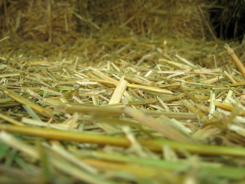 Shell stock photo. Image of sand, surface, oceanic, bivalve - 41591990