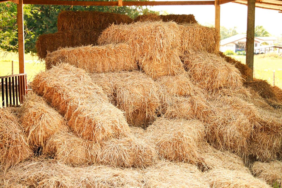 Straw in the shack stock photo. Image of harvesting, feed - 32115964