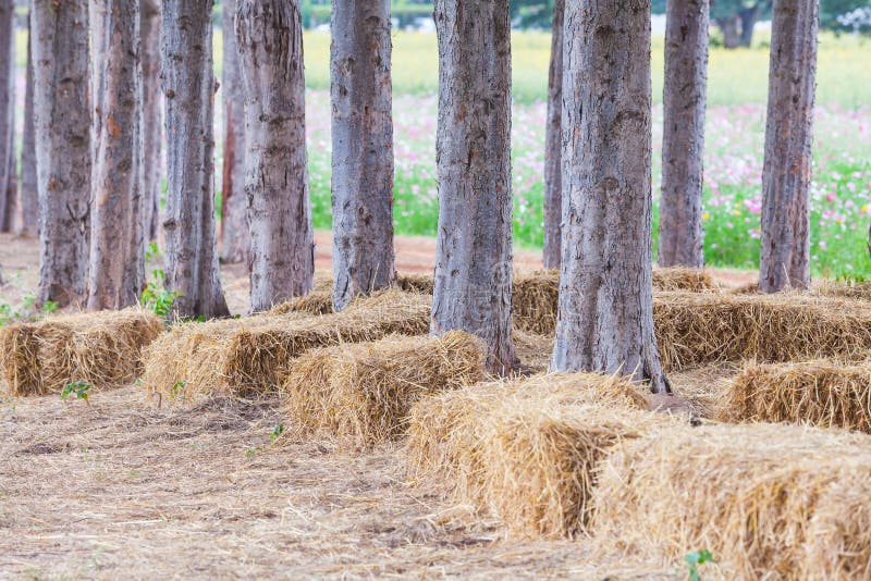 Straw Sheaves Under the Tree Stock Photo - Image of lawn, gold: 33411856