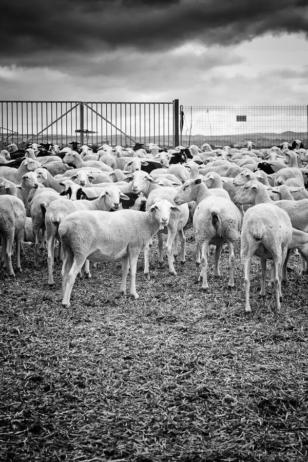 Straw sheep Flock stock photo. Image of exceptional - 179491994