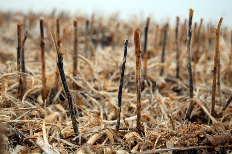 Straw of soya stock image. Image of empty, soybean, stalk - 16612229