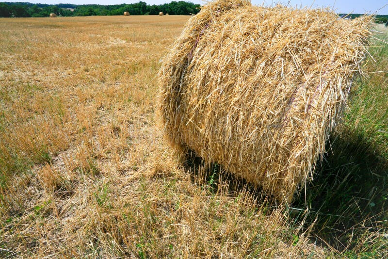 Straw stack stock photo. Image of haulm, straw, chaff - 17901530