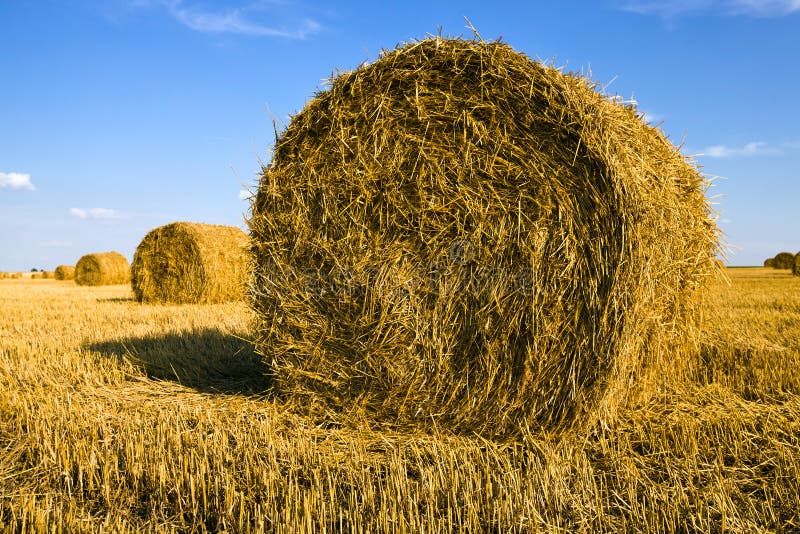 Straw stack stock image. Image of agricultural, heap - 26830967