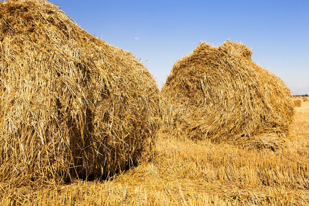 Straw stack stock image. Image of agricultural, closeup - 27604769