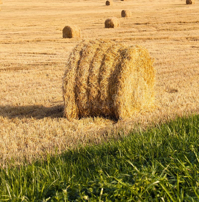Straw stack stock image. Image of agriculture, grow, gold - 28846037