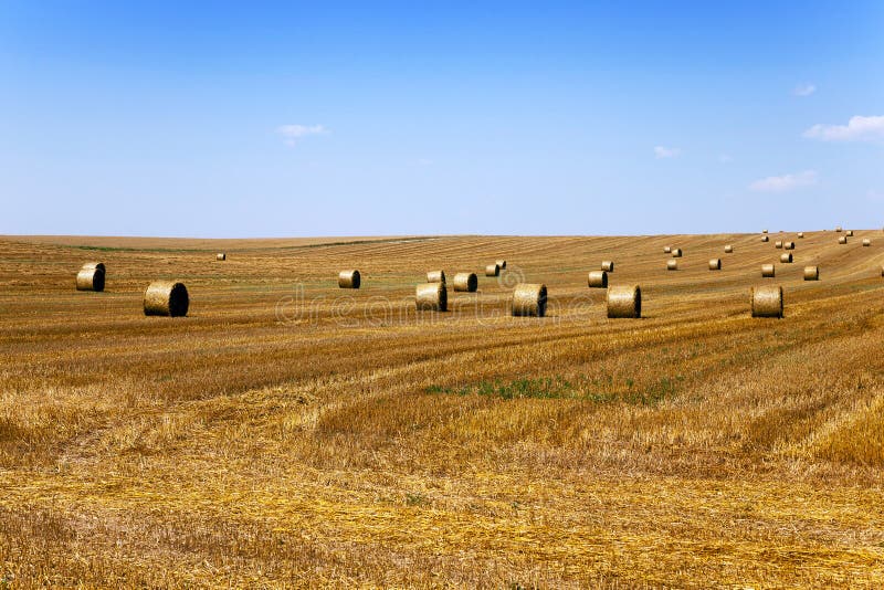 Straw stack stock image. Image of harvesting, grained - 54561099
