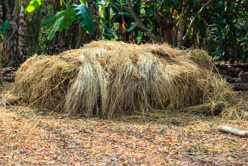 Straw stack on the floor stock photo. Image of floor - 118047380